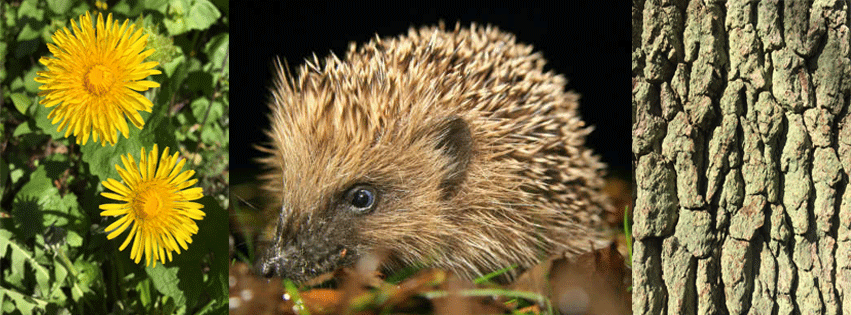 Wild Senses - Science Oxford