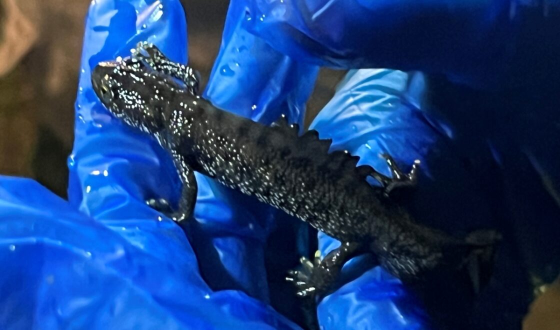 Good news about our great (crested) newts - Science Oxford