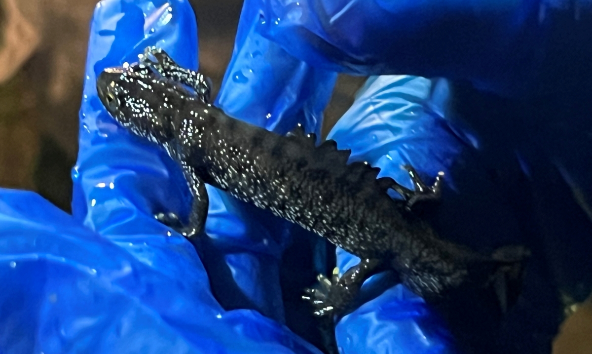 Good news about our great (crested) newts - Science Oxford