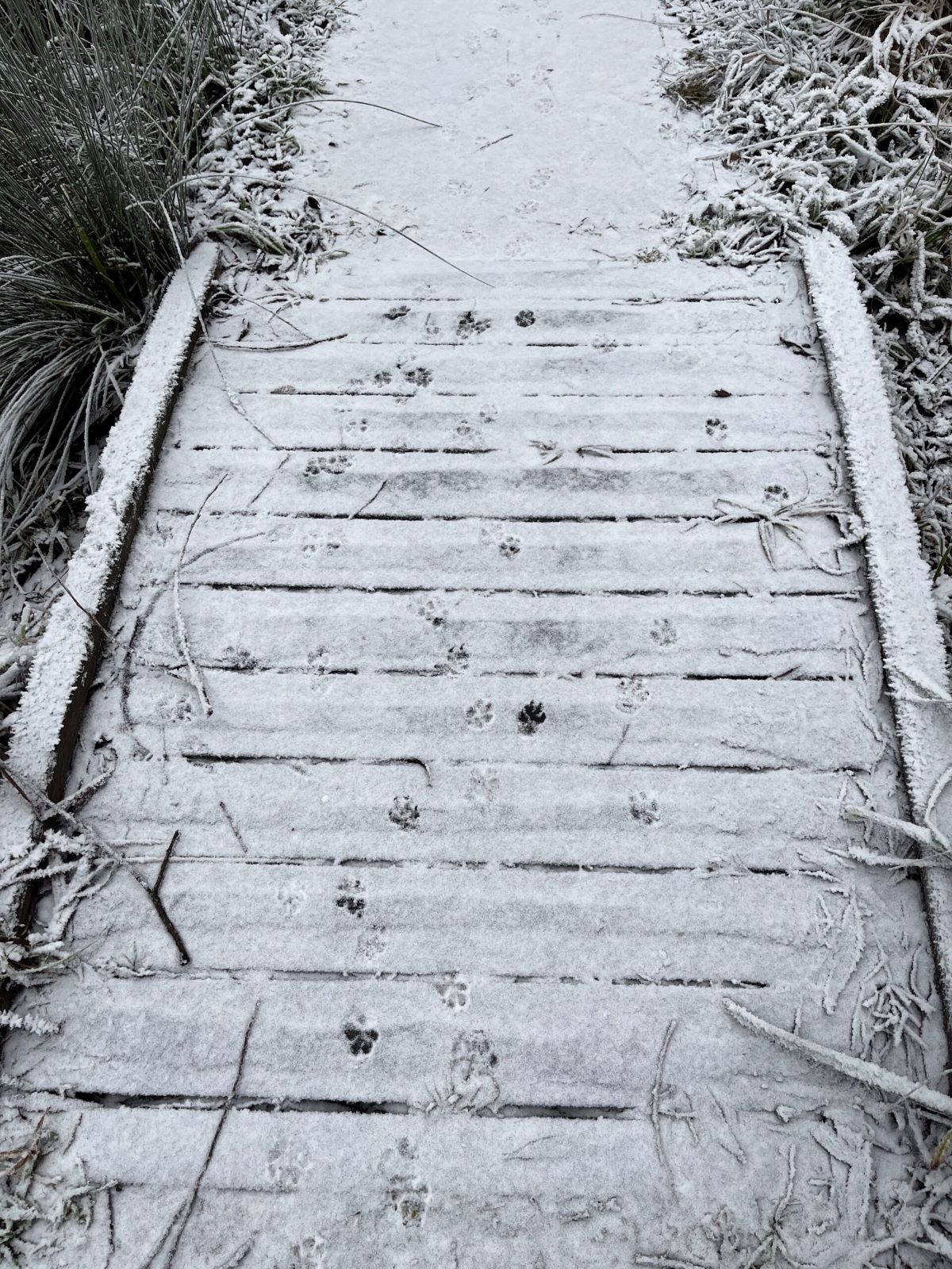 Wild tracking - Science Oxford